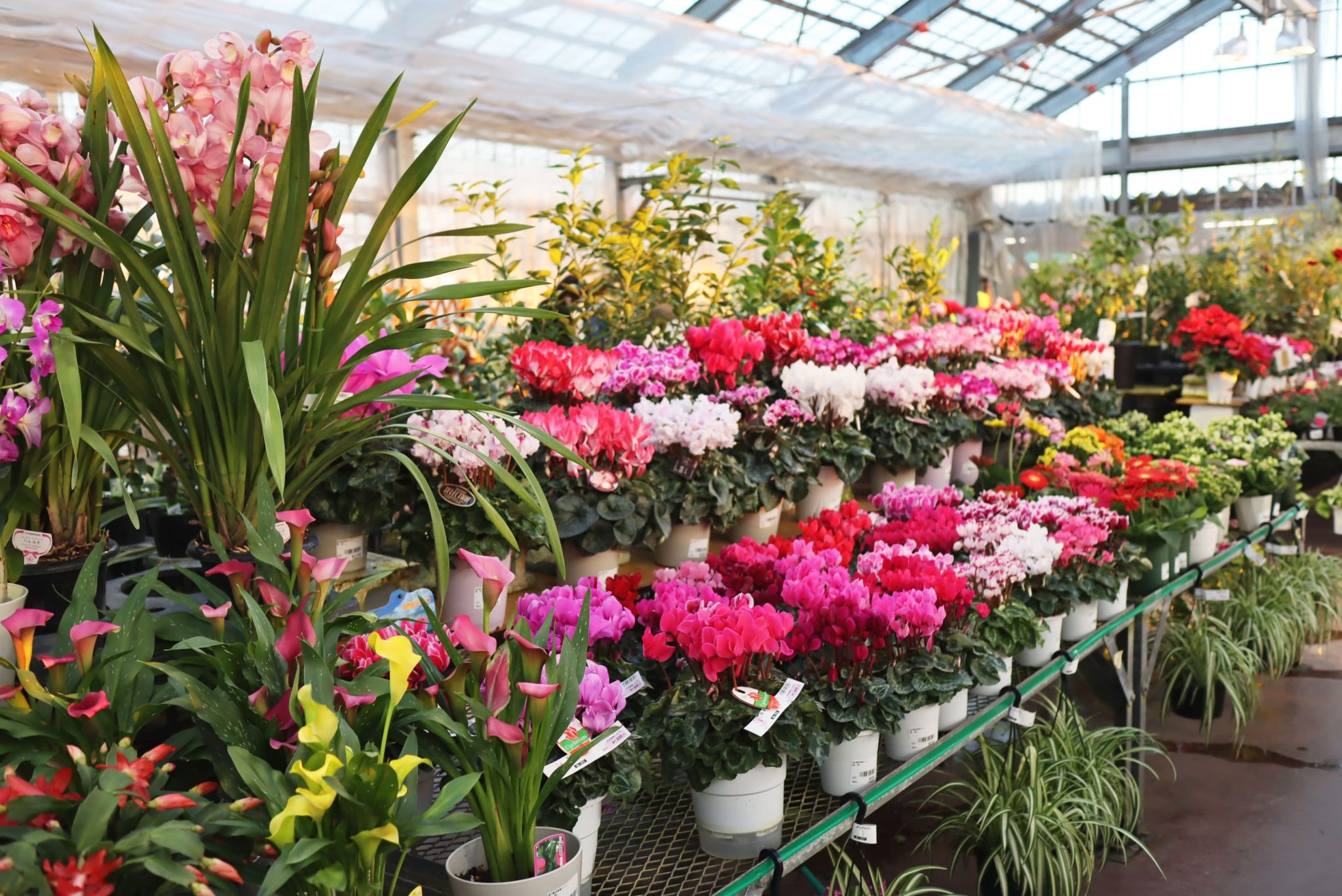 Kamuri Niitsu: Heaven for Flower Lovers | Feature | NIIGATA CITY ...